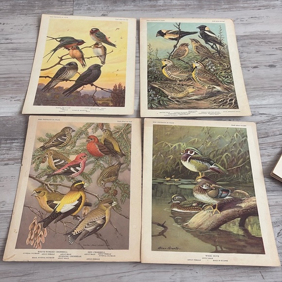 Bird Portraits in Color - Set | Art | Bird Portraits In Color Set Univ ...